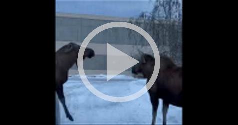 My.Evilmilk | https://youtu.be/w1ebwZsSPMA